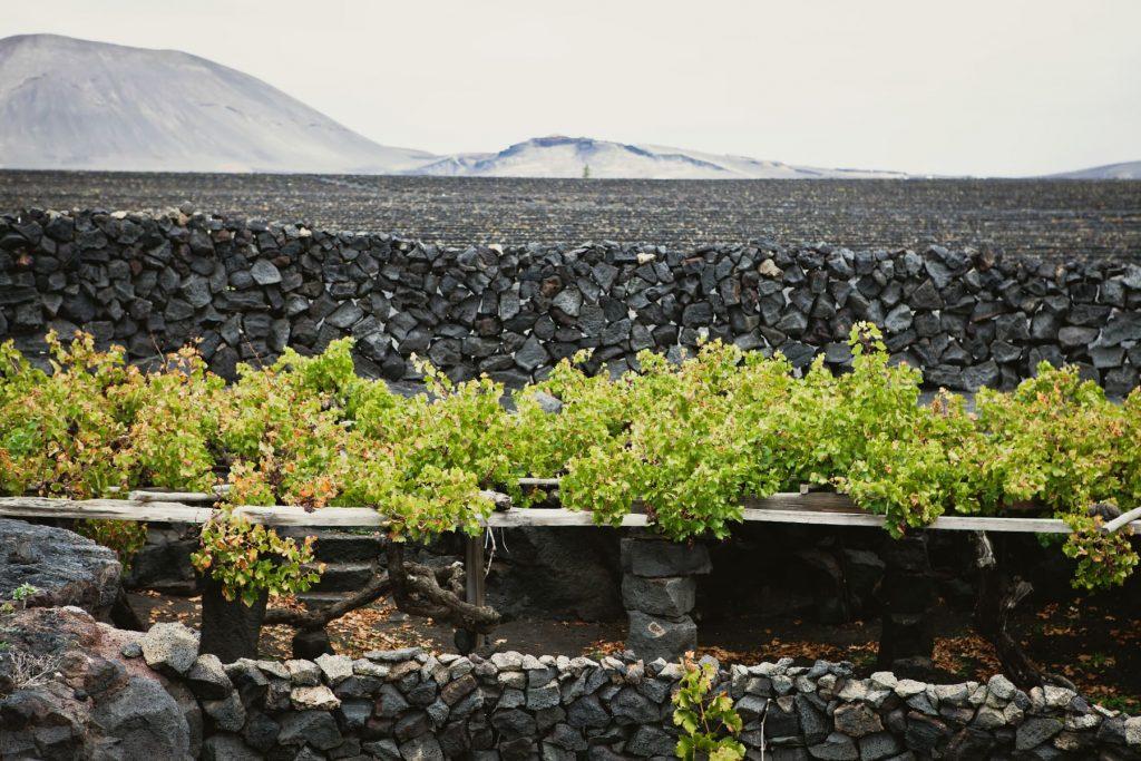 Entdecken Sie La Geria: Ein Weinschatz auf Lanzarote